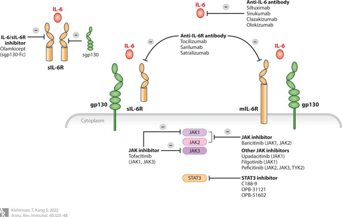 多功能细胞因子 IL-6_靶标解读_Elabscience伊莱瑞特【官网】